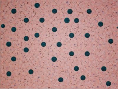 Gary Day | Modern Arts Midtown | Contemporary Fine Art Gallery | Omaha ...